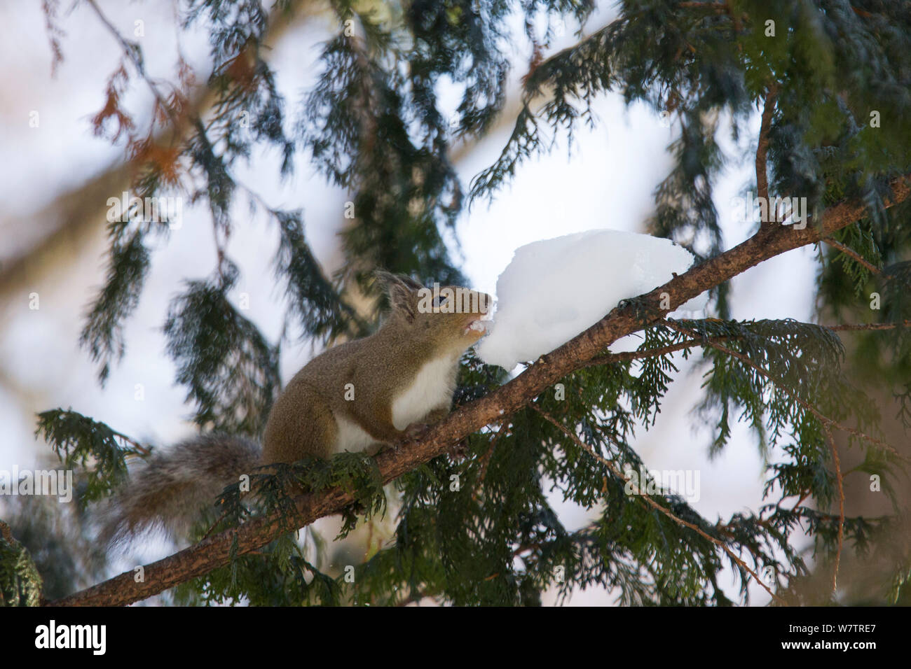 Japanese squirrel (Sciurus lis) eating snow for water, Mount ...