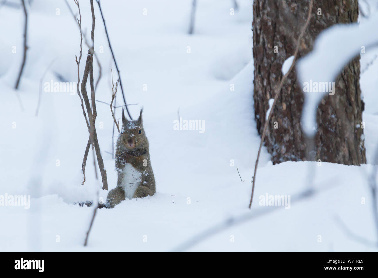 Japanese squirrel (Sciurus lis) searching for walnut buried in the snow ...