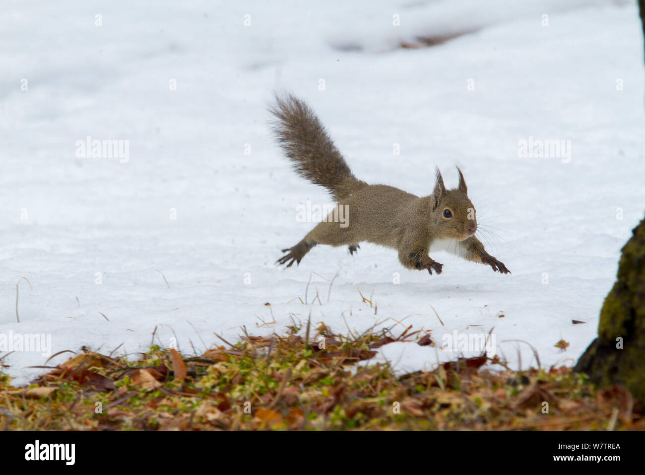 Sciurus lis hi-res stock photography and images - Alamy