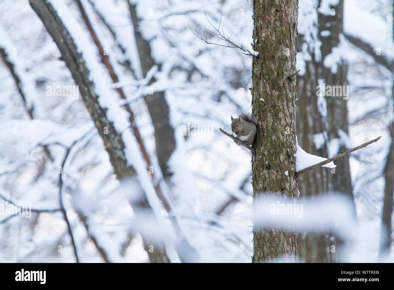Japanese squirrel (Sciurus lis) feeding on walnut , Mount Yatsugatake ...