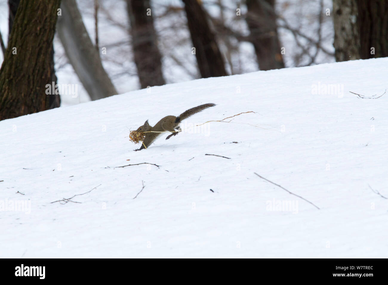 Japanese squirrel (Sciurus lis) collecting nest material , Mount ...