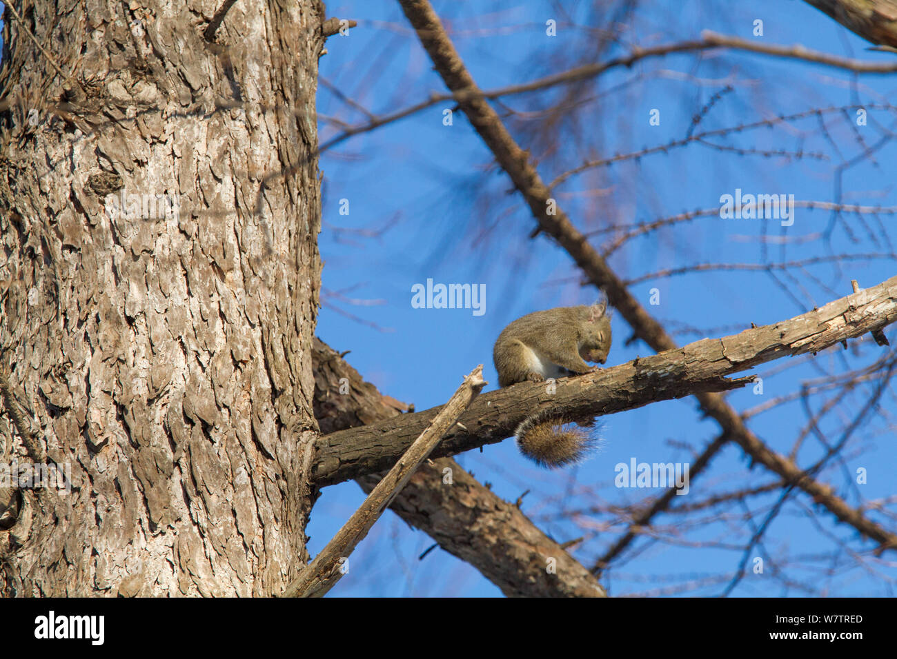 Japanese squirrel (Sciurus lis) resting on tree branch, Mount ...
