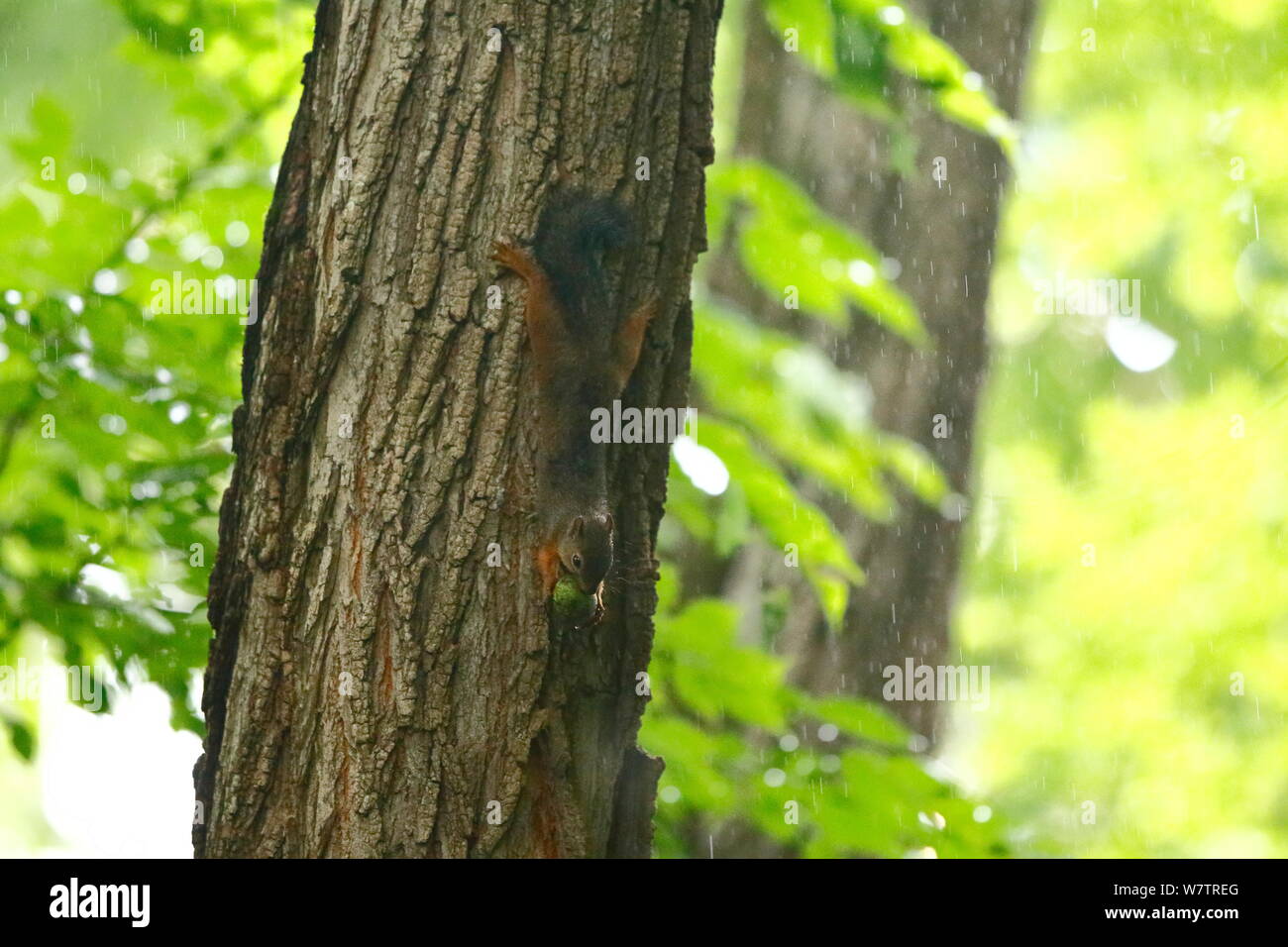 Japanese squirrel (Sciurus lis) carrying Walnut (Juglans ailantifolia ...