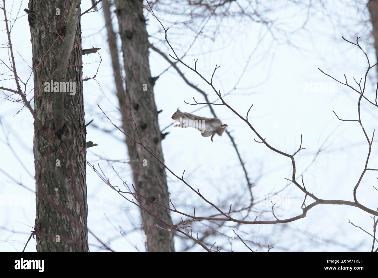 Japanese squirrel (Sciurus lis) jumping between branches, Mount ...