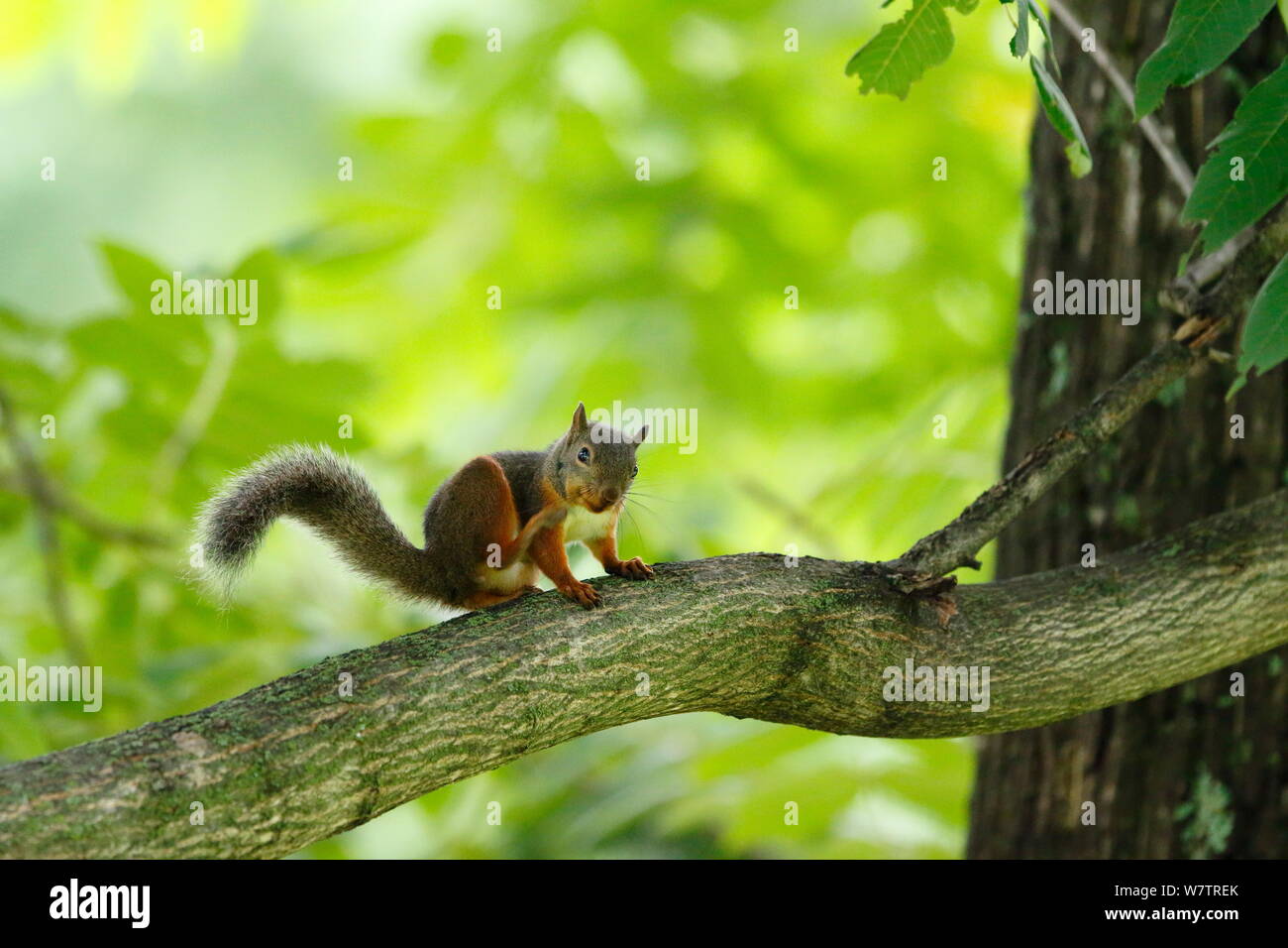 Japanese squirrel (Sciurus lis) grooming, Mount Yatsugatake, Nagano ...