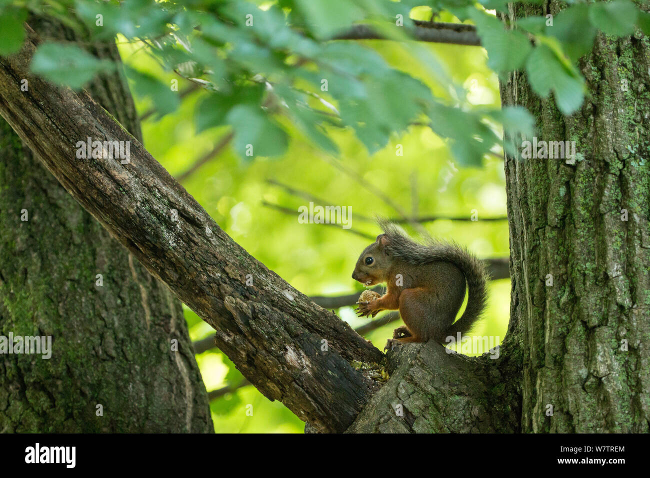 Japanese squirrel (Sciurus lis) feeding on Walnut (Juglans ailantifolia ...