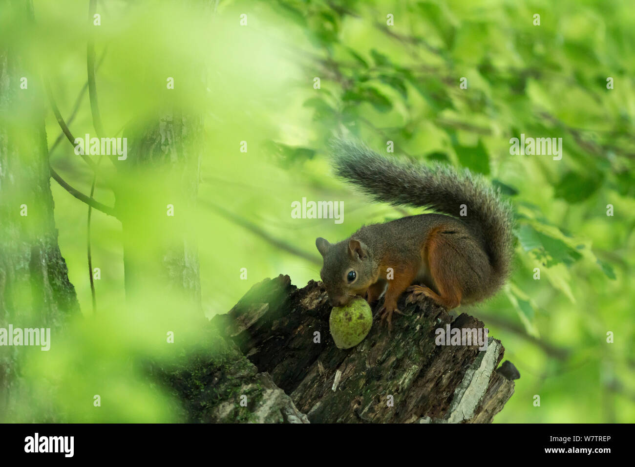 Japanese squirrel (Sciurus lis) hiding a Walnut (Juglans ailantifolia ...