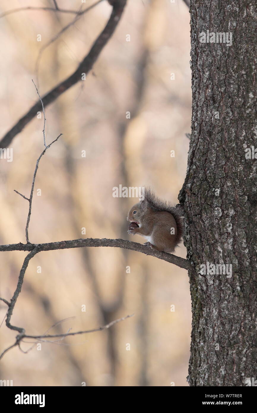 Japanese squirrel (Sciurus lis) feeding on walnut , Mount Yatsugatake ...