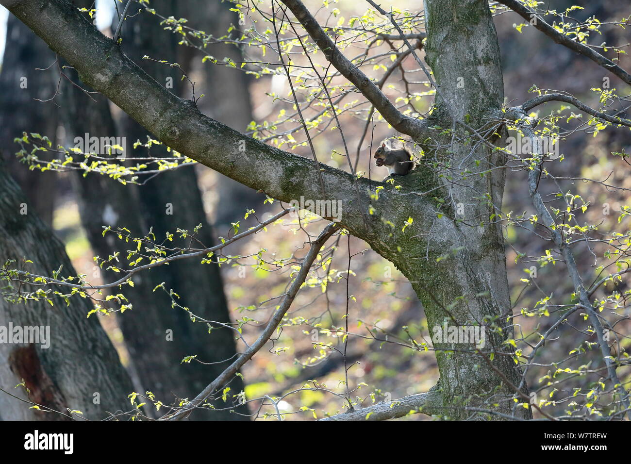 Japanese squirrel (Sciurus lis) feeding on walnut in forest in spring ...