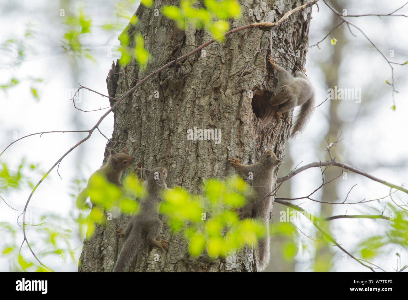 Japanese squirrel (Sciurus vularis) pups playing around nest , Mount ...