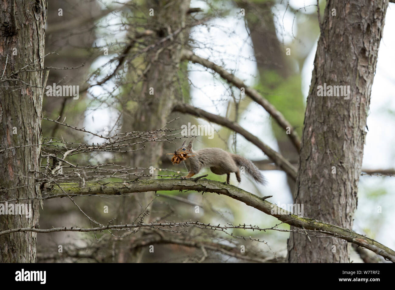 Japanese squirrel (Sciurus lis) collecting nest material , Mount ...