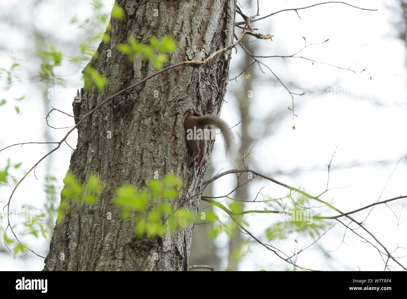 Japanese squirrel (Sciurus lis) mother to entering the nest, Mount ...