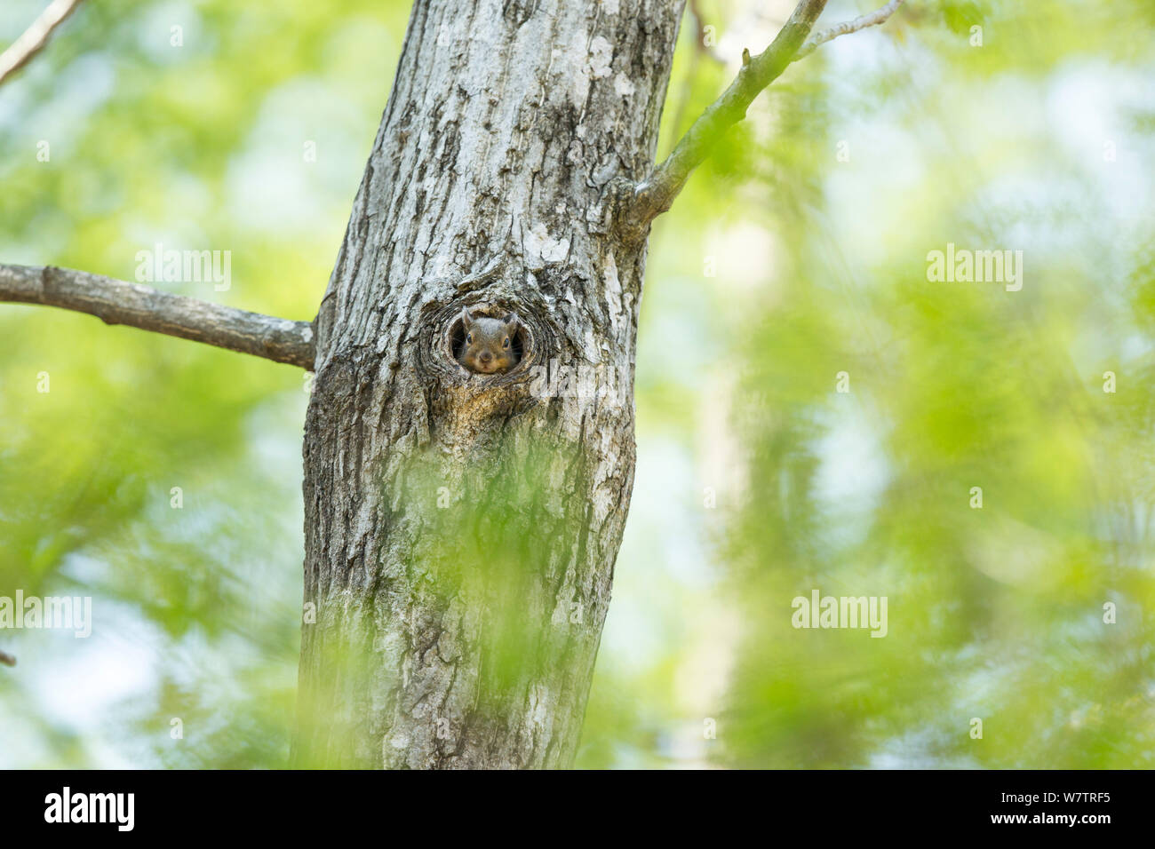 Japanese squirrel (Sciurus lis) mother peering out of nest in tree hole ...