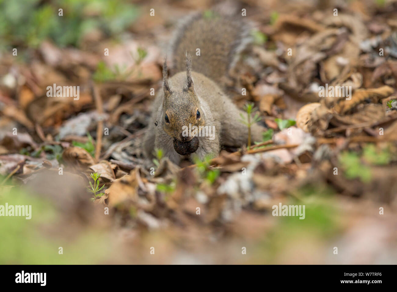 Japanese squirrel (Sciurus lis) caching walnut, Mount Yatsugatake ...