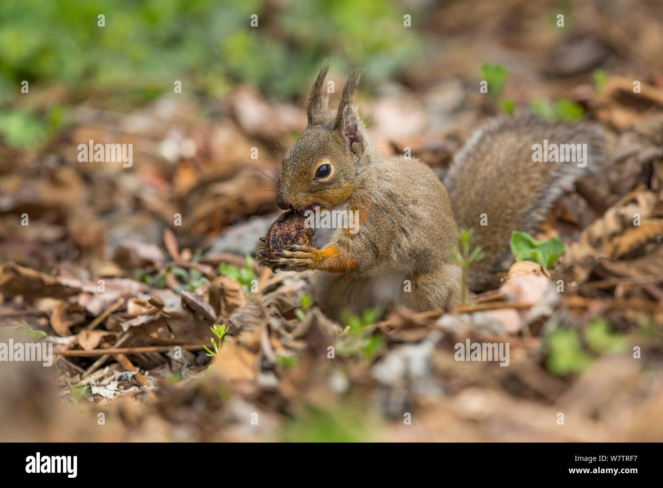 Japanese squirrel (Sciurus lis) feeding on walnut removed from cache ...