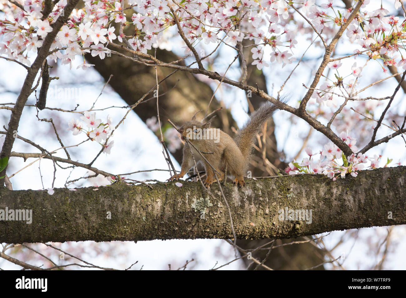 Japanese squirrel (Sciurus lis) collecting nest material , Mount ...