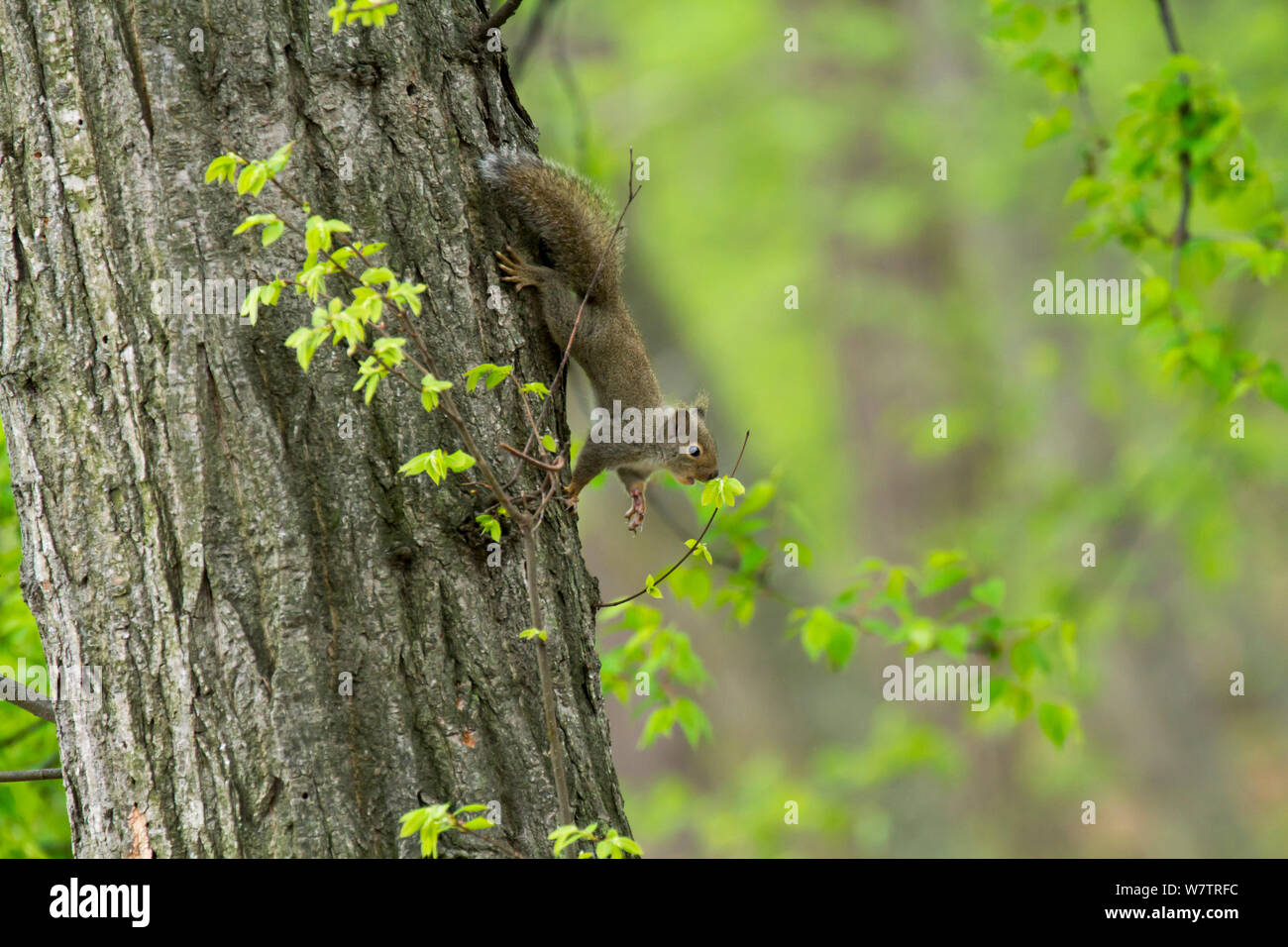 Japanese squirrel (Sciurus lis) pup feeding on new leaves, Mount ...