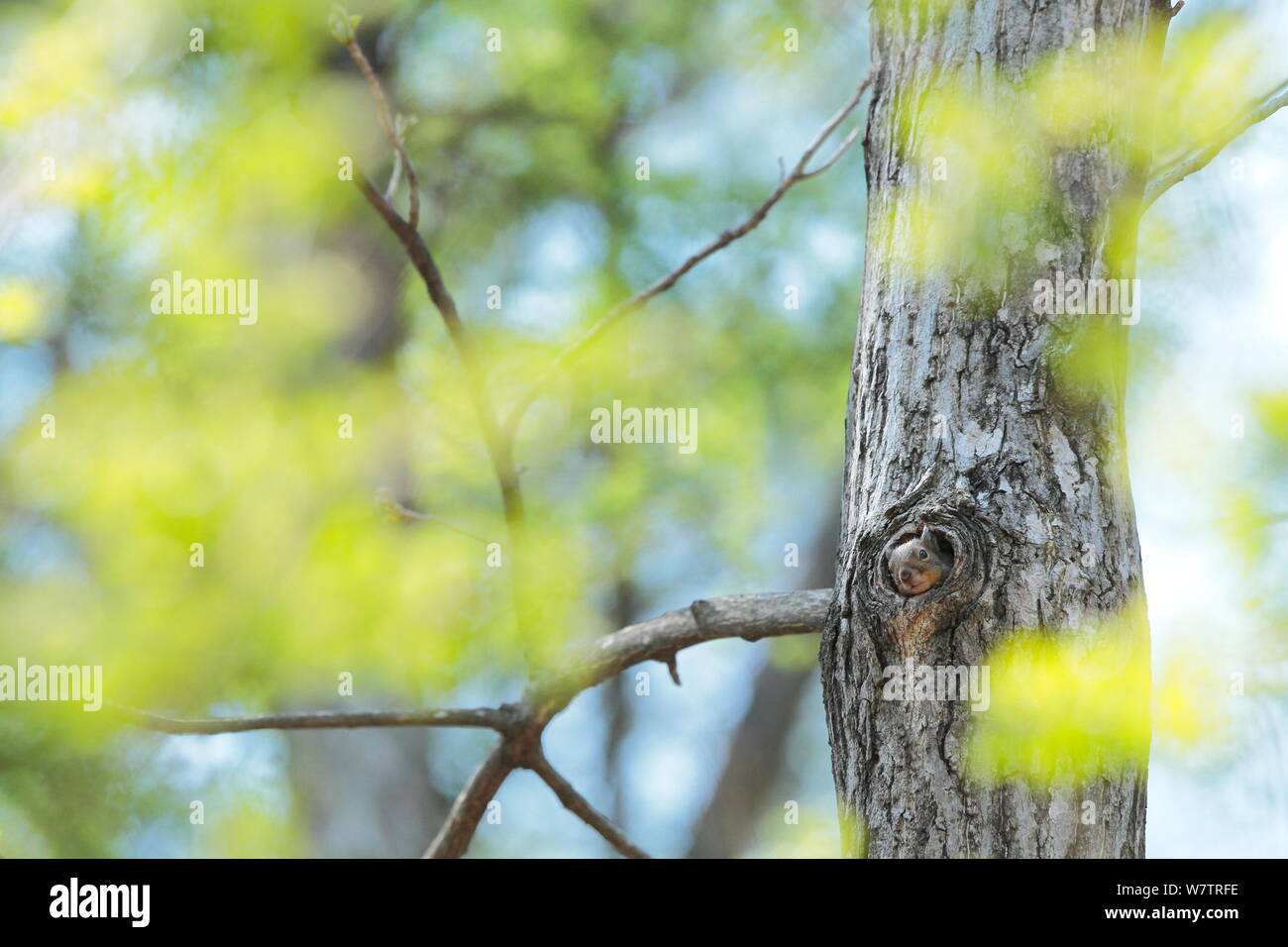 Japanese squirrel (Sciurus lis) mother peering out of nest in tree hole ...