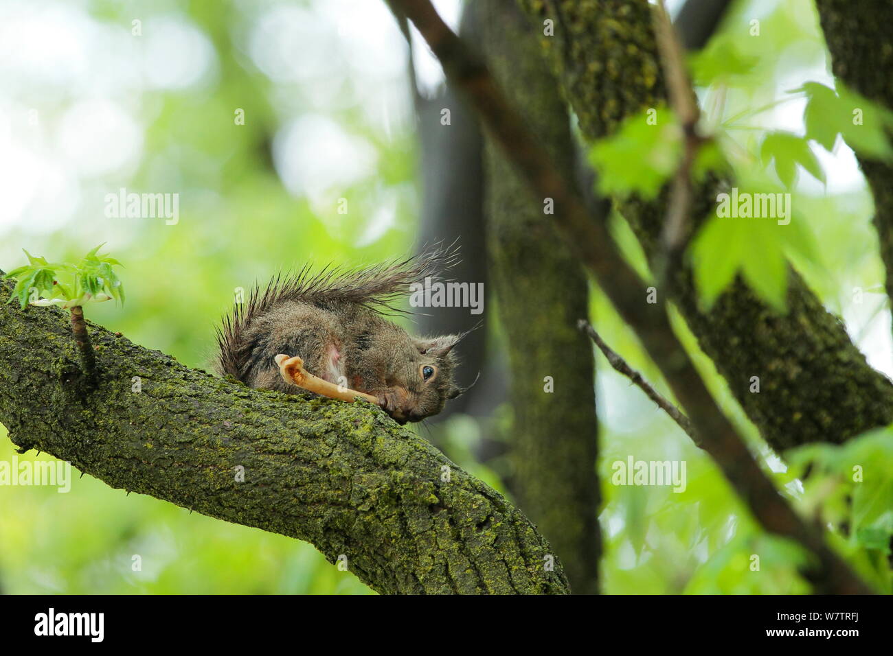 Japanese squirrel (Sciurus lis) feeding on bone in order to obtain ...