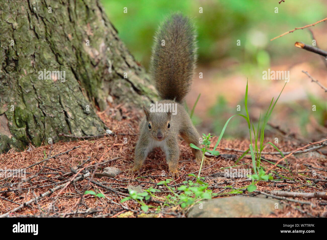 Japanese squirrel (Sciurus lis) pup portrait, Mount Yatsugatake, Nagano ...
