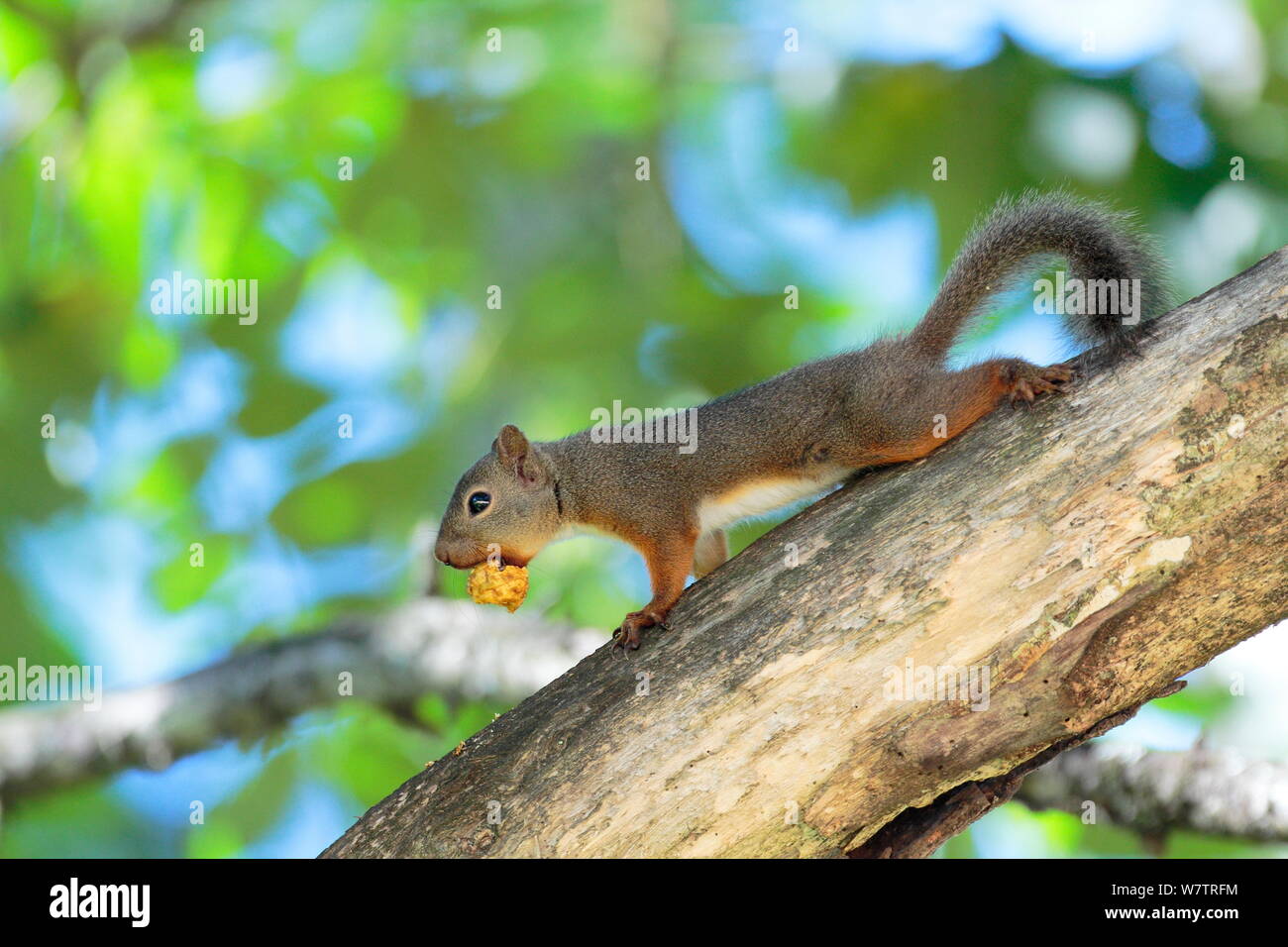 Japanese squirrel (Sciurus lis) carrying walnut, Mount Yatsugatake ...