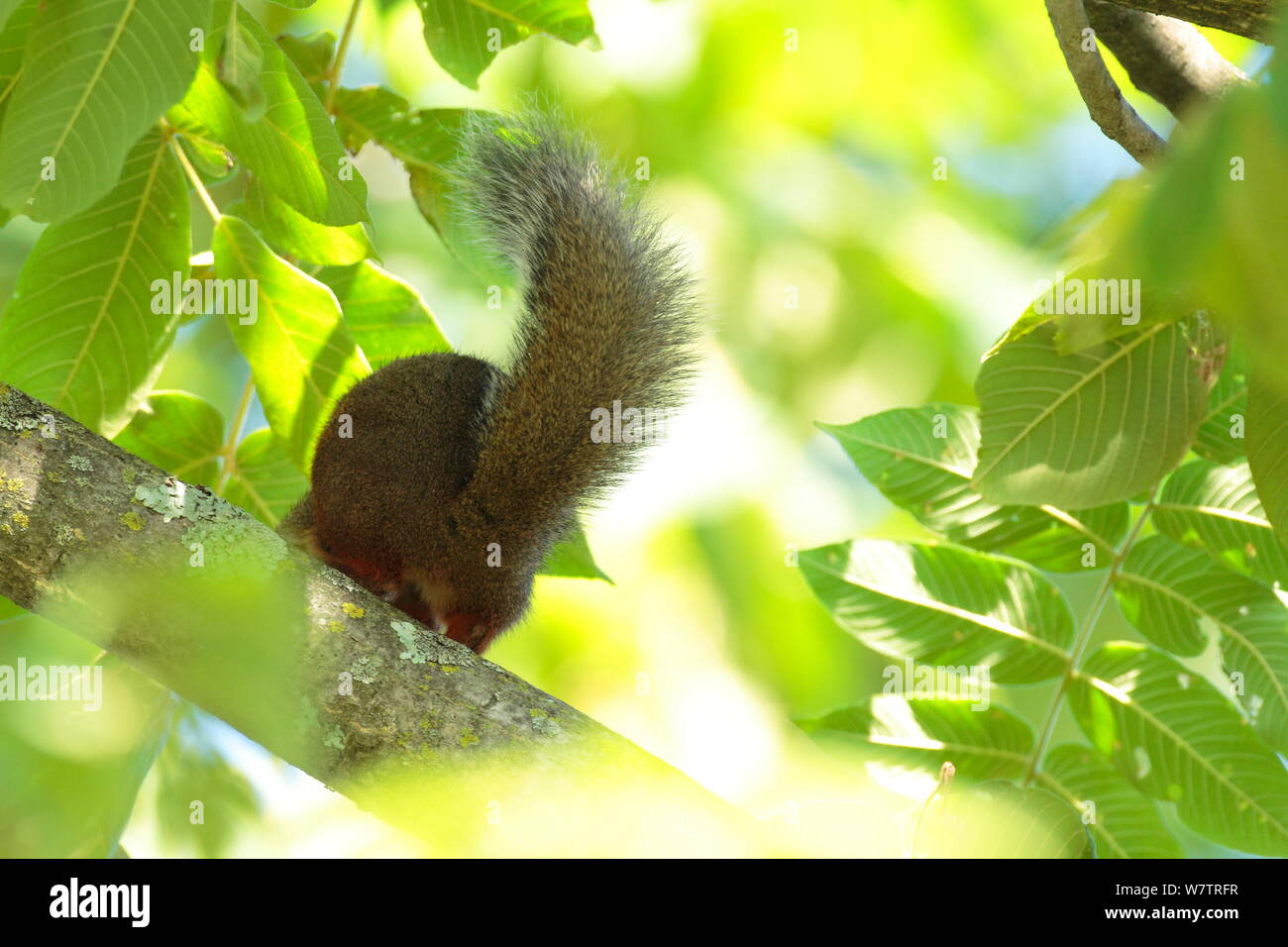 Japanese squirrel (Sciurus lis) tail, Mount Yatsugatake, Nagano ...
