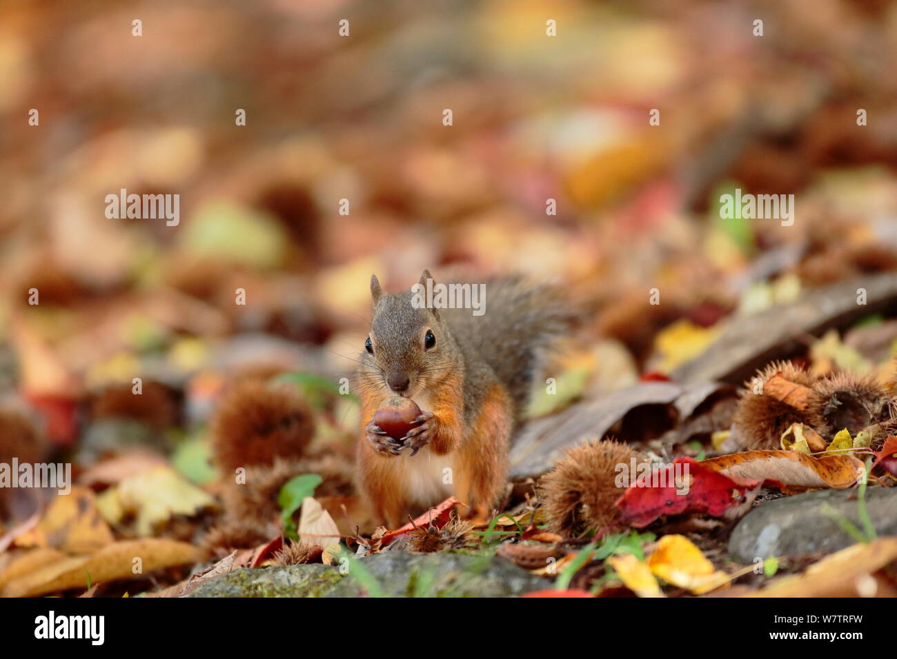 Japanese squirrel (Sciurus lis) feeding on chestnut, Mount Yatsugatake ...