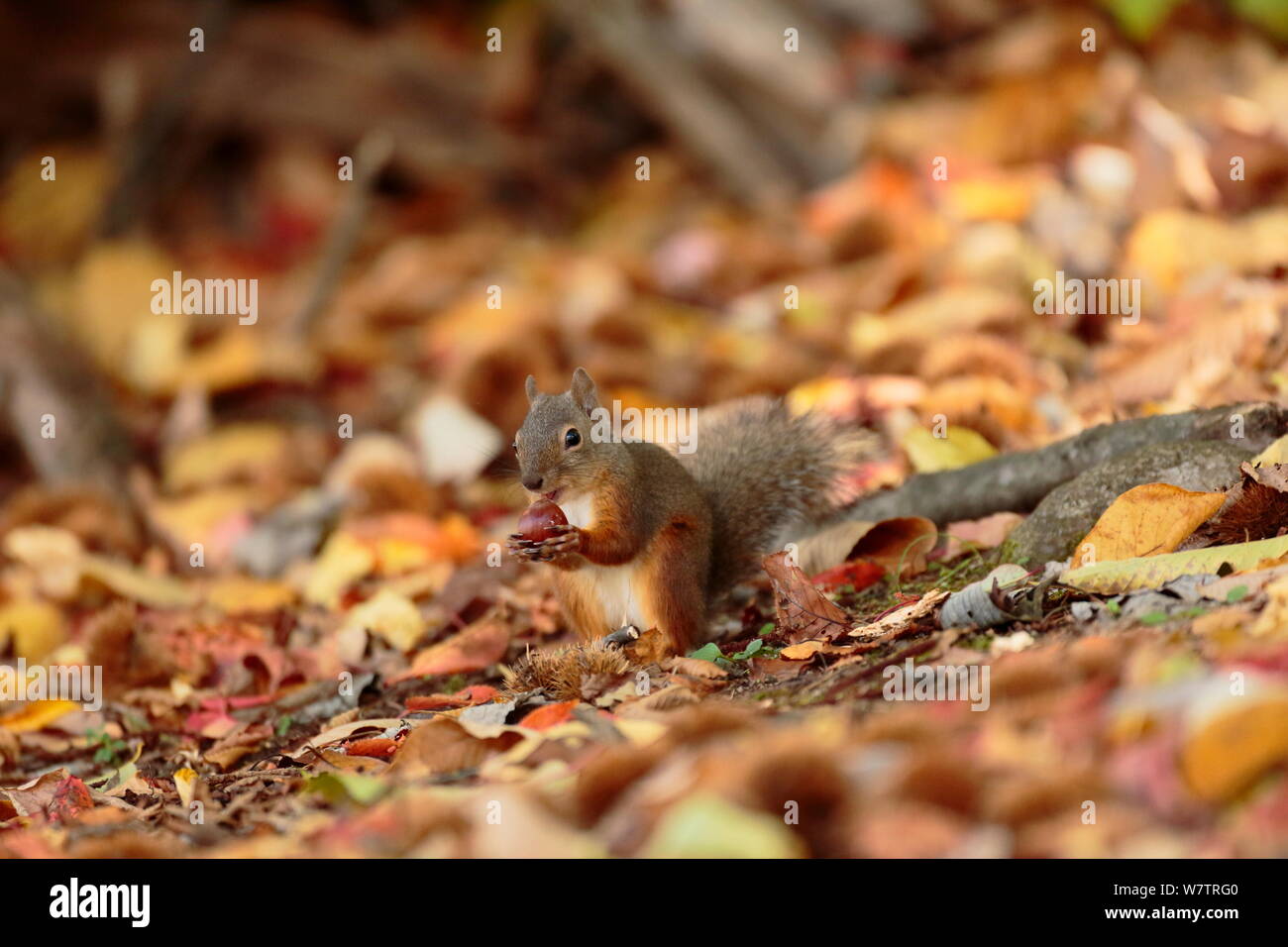 Japanese squirrel (Sciurus lis) feeding on chestnut, Mount Yatsugatake ...