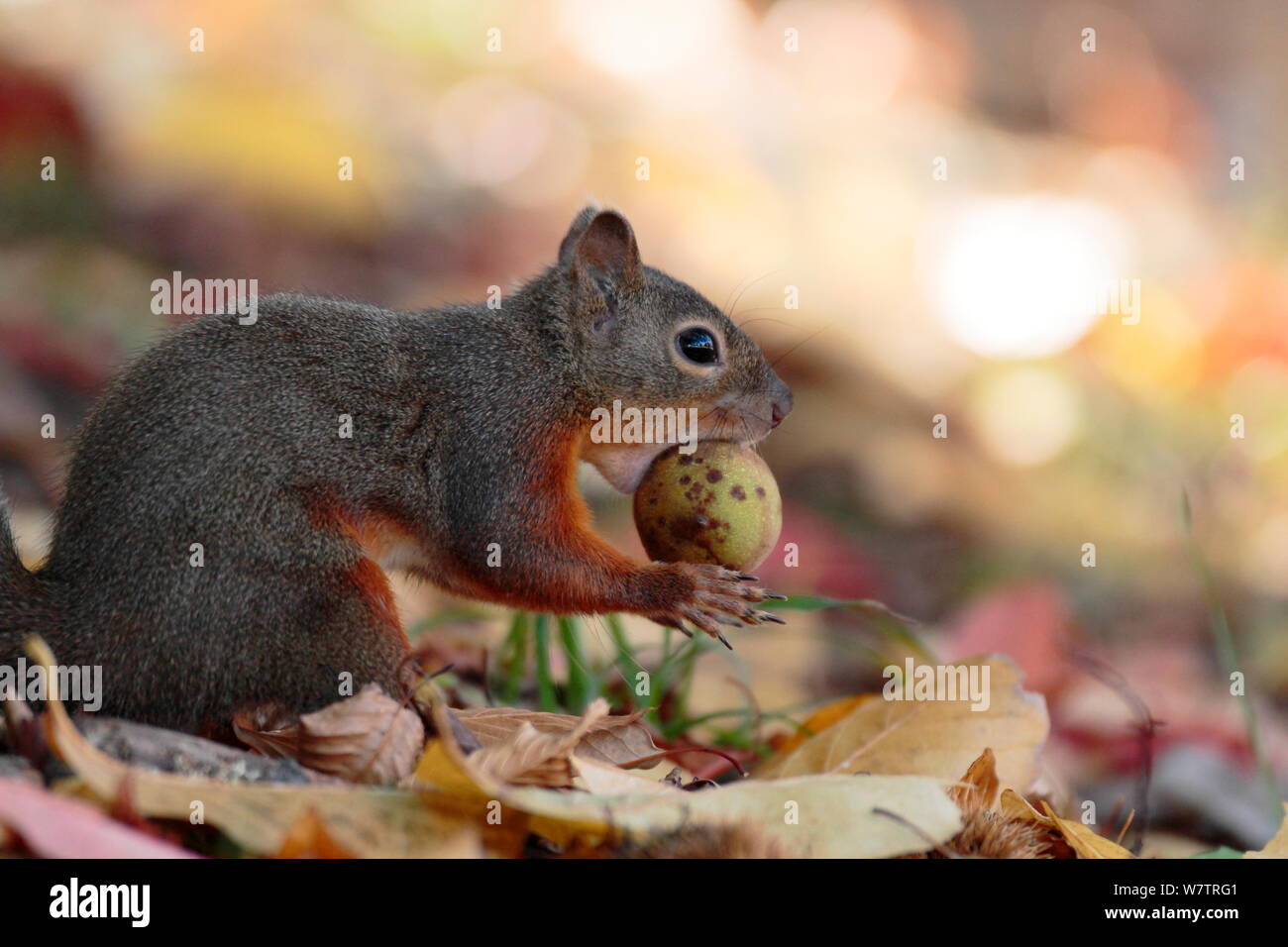 Japanese squirrel (Sciurus lis) feeding on Walnut (Juglans ailantifolia ...