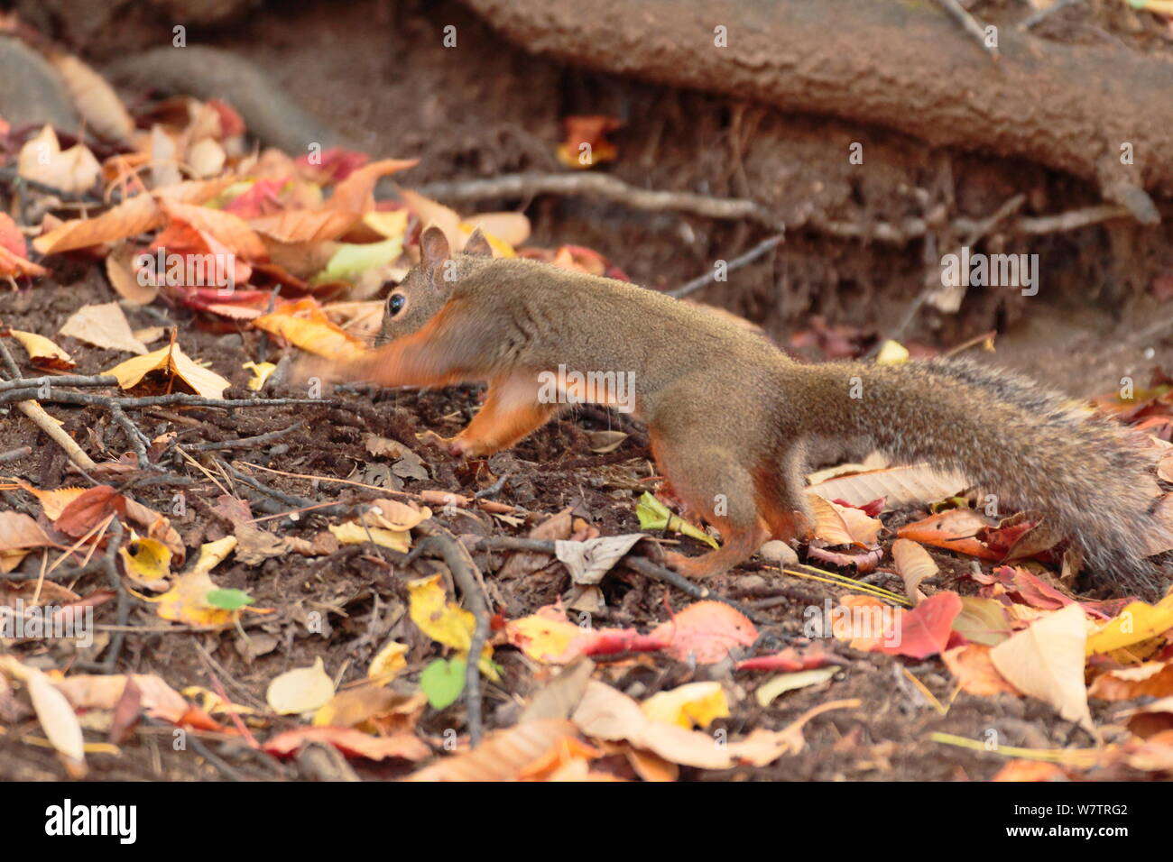 Japanese squirrel (Sciurus lis) caching walnuts , Mount Yatsugatake ...