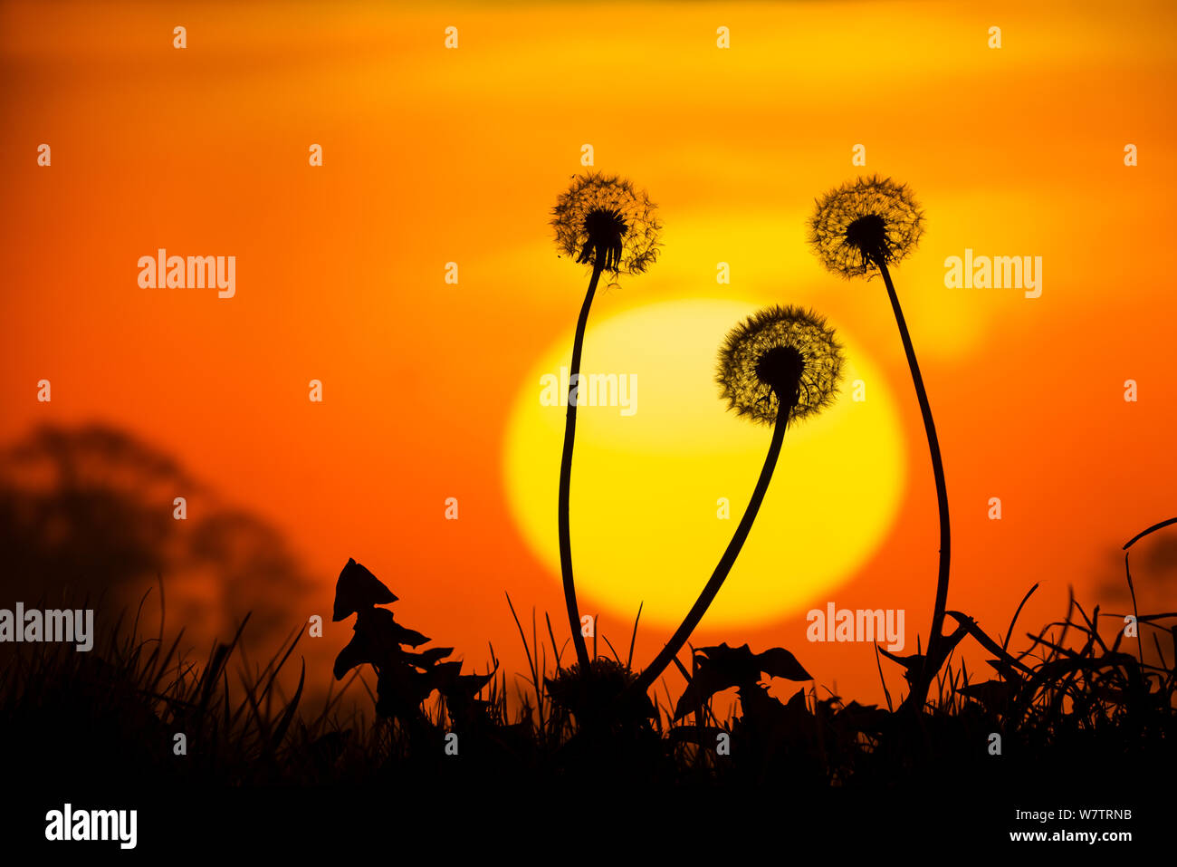 Taraxacum kok saghyz hi-res stock photography and images - Alamy
