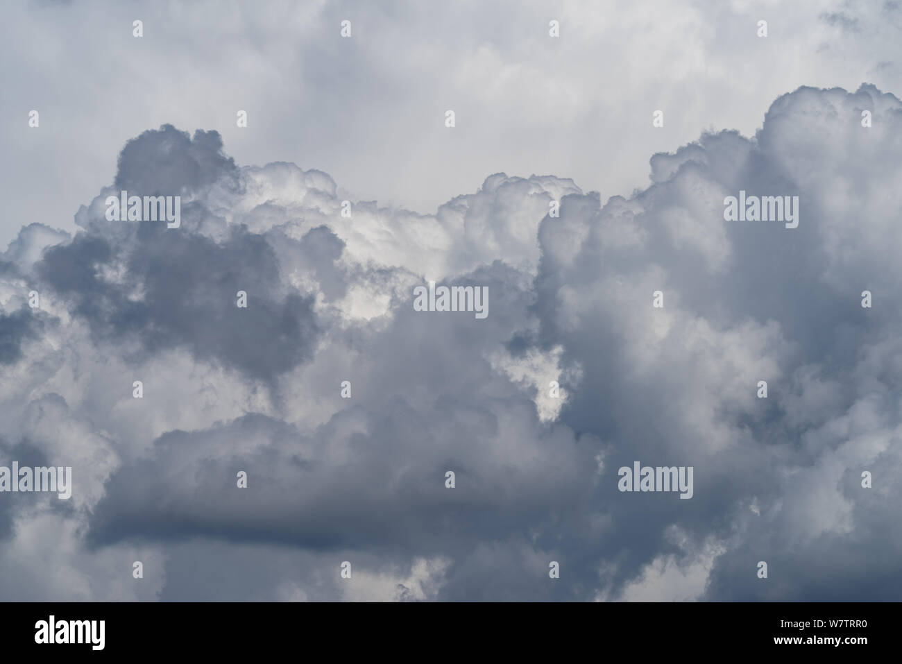 Cumulonimbus calvus, a developing thunderhead cloud Stock Photo - Alamy