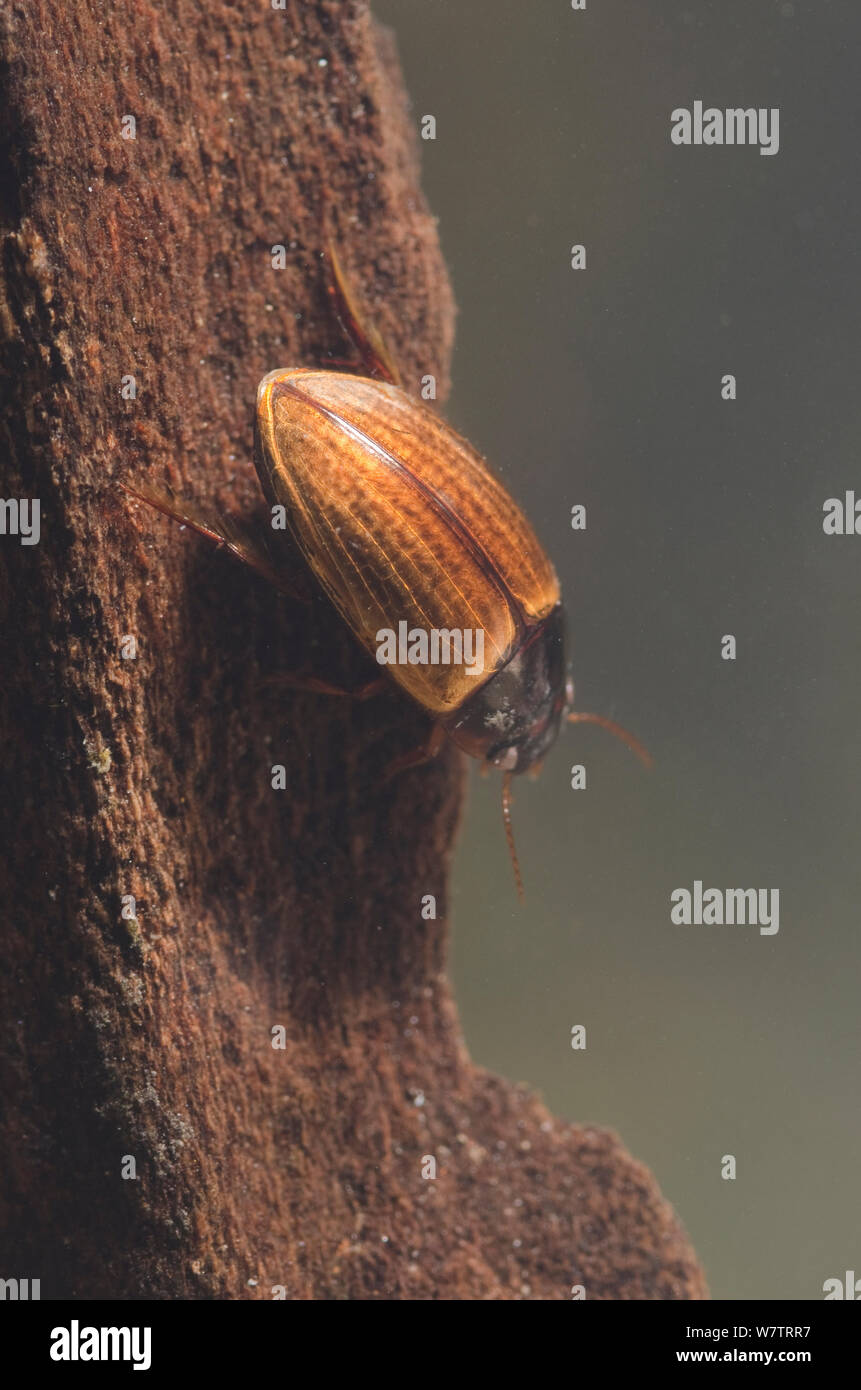 Agabus hi-res stock photography and images - Alamy