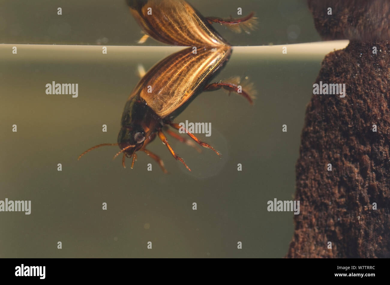 Diving beetle (Agabus sturmii) refilling its air supply by the surface ...