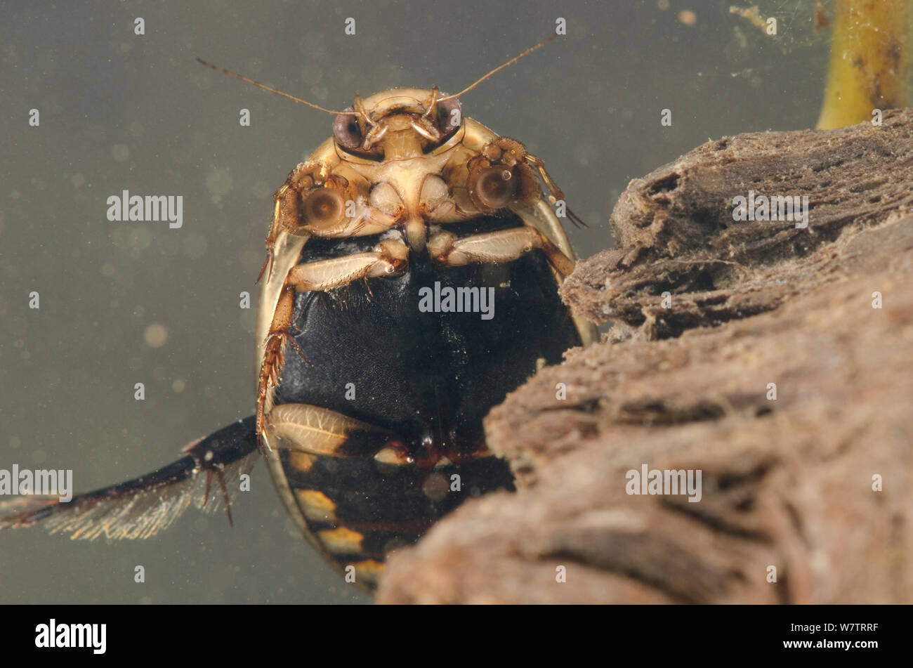Lesser diving beetle (Acilius sulcatus) male, Europe, May, controlled ...