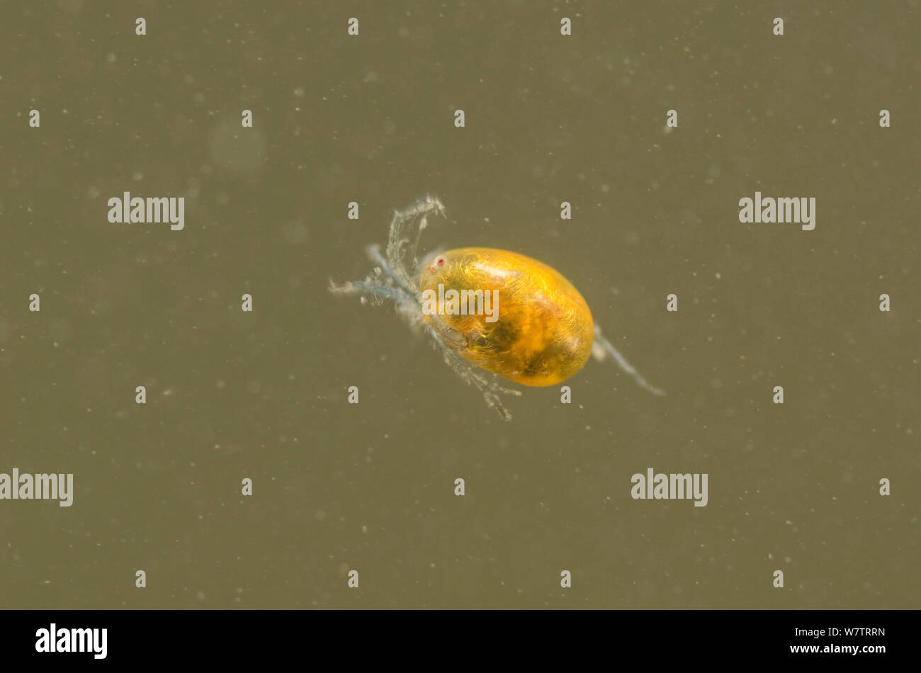 Water mite (Hydracarina) Europe, May, controlled conditions Stock Photo ...