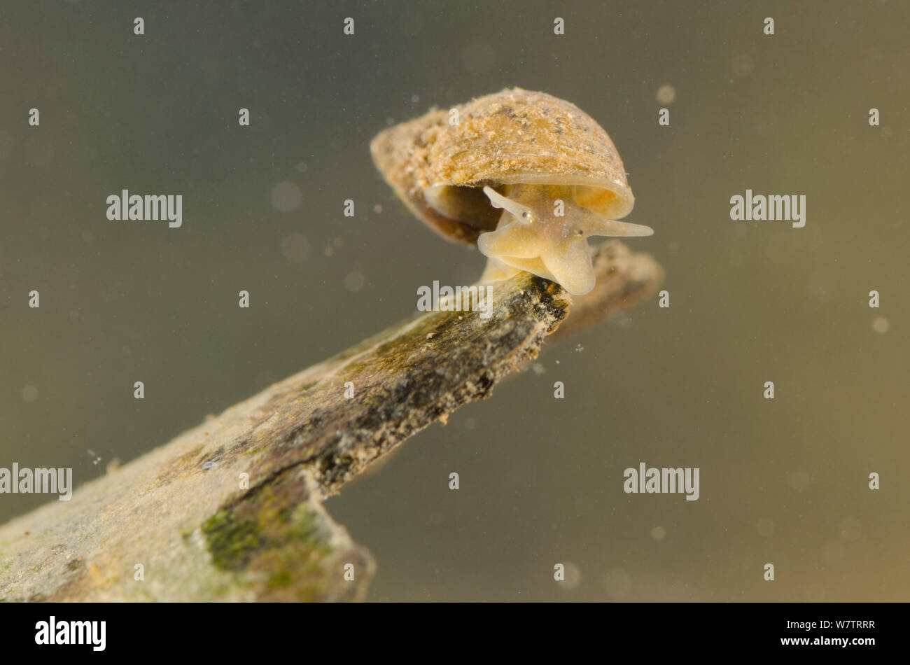 Galba truncatula hi-res stock photography and images - Alamy