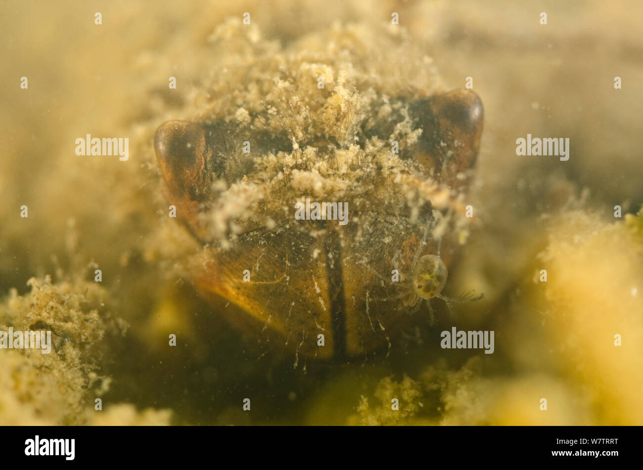 Water mite hi-res stock photography and images - Alamy