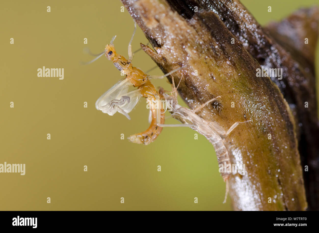 Stonefly plecoptera hi-res stock photography and images - Alamy