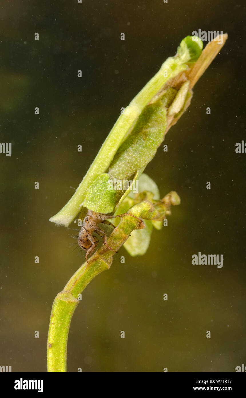 Case-building caddisfly larva (Trichoptera) collecting plant material ...
