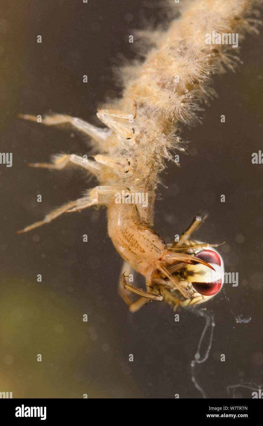 Lesser silver water beetle larva (Hydrochara caraboides) with ...