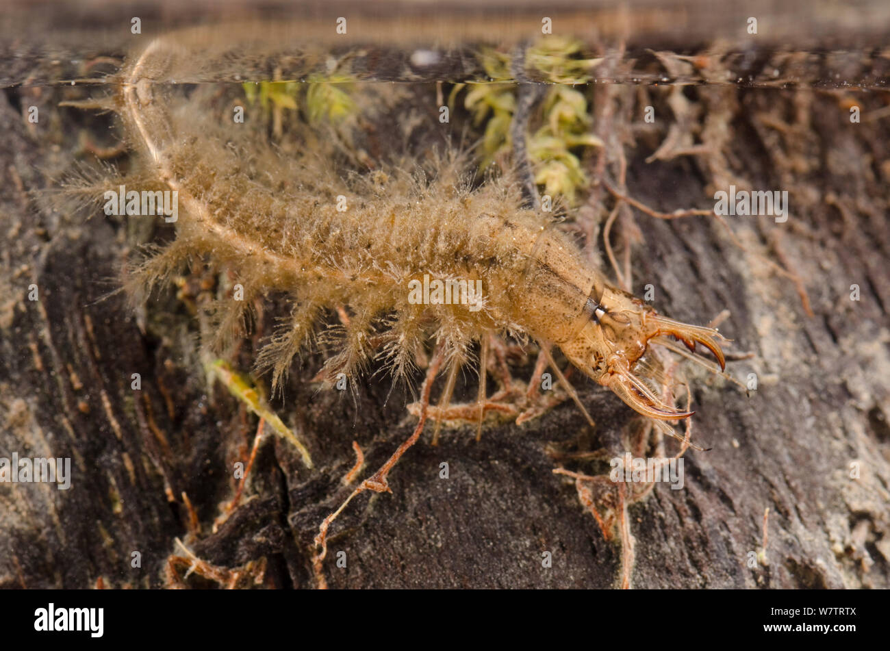 Crawling Water Beetle Larvae