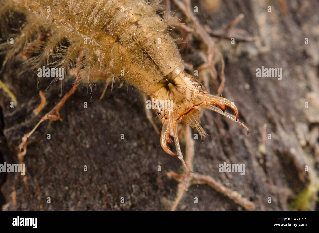 Water scavenger beetle hi-res stock photography and images - Alamy
