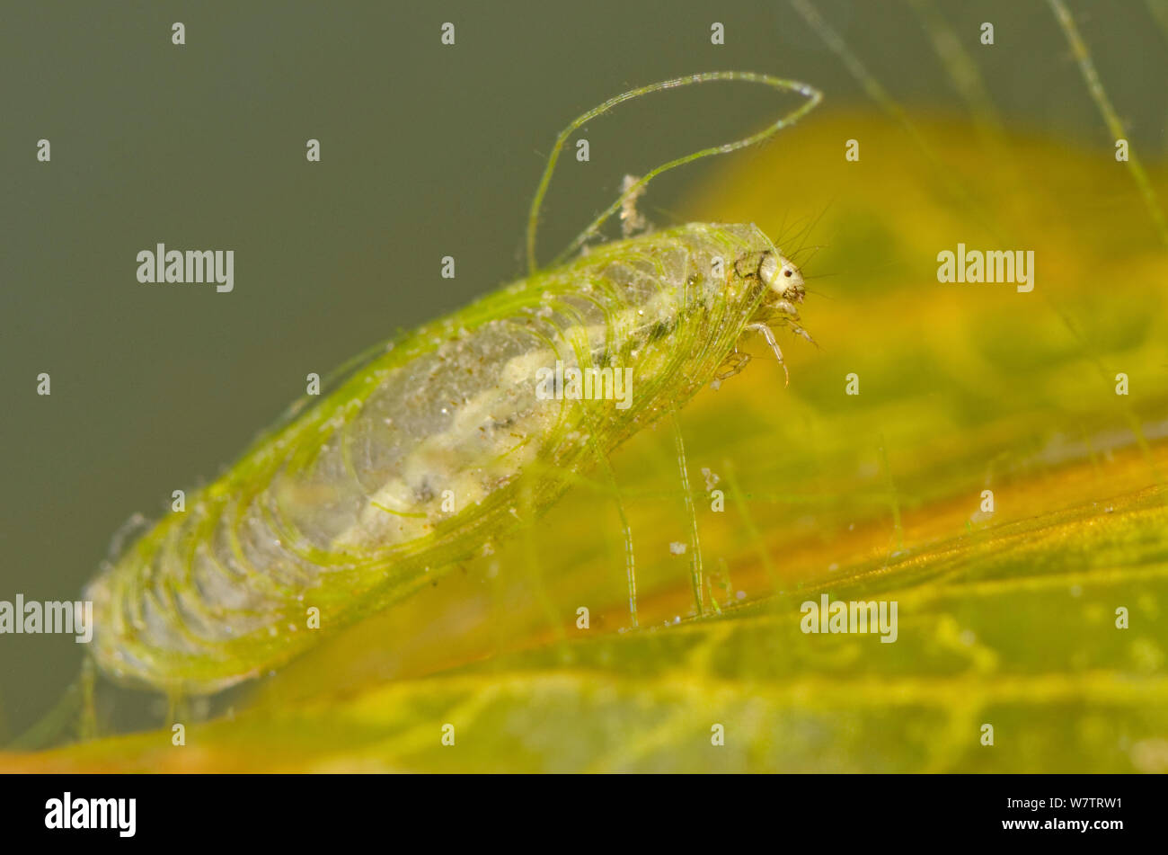 Micro Caddisfly High Resolution Stock Photography and Images - Alamy
