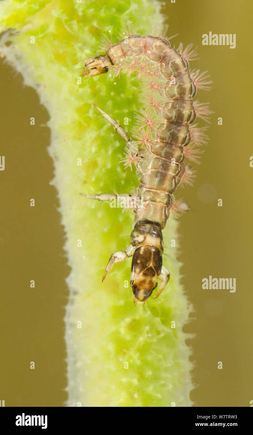Freshwater arthropod hi-res stock photography and images - Alamy