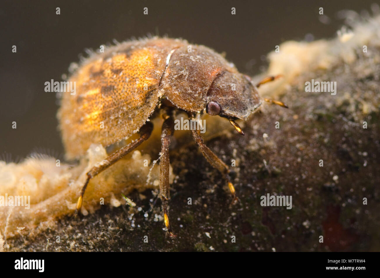 Spercheus emarginatus hi-res stock photography and images - Alamy