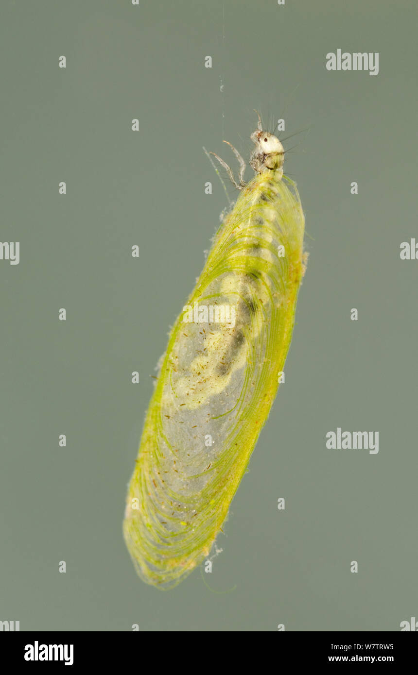 Micro caddisfly hi-res stock photography and images - Alamy