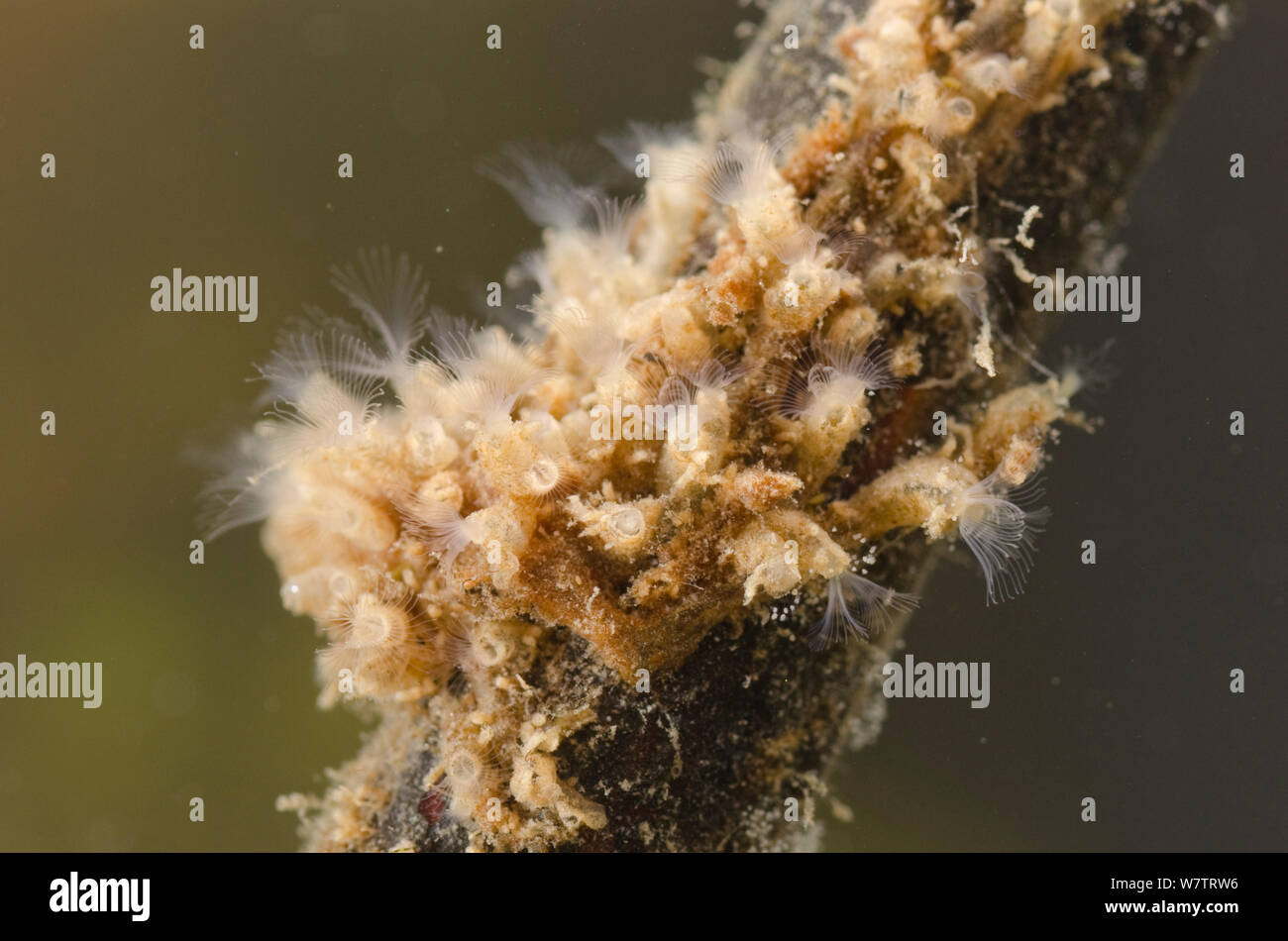 Bryozoan colony hi-res stock photography and images - Alamy