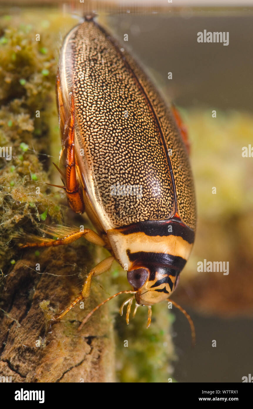 Diving beetle (Graphoderus bilineatus) refilling the air supply by the ...