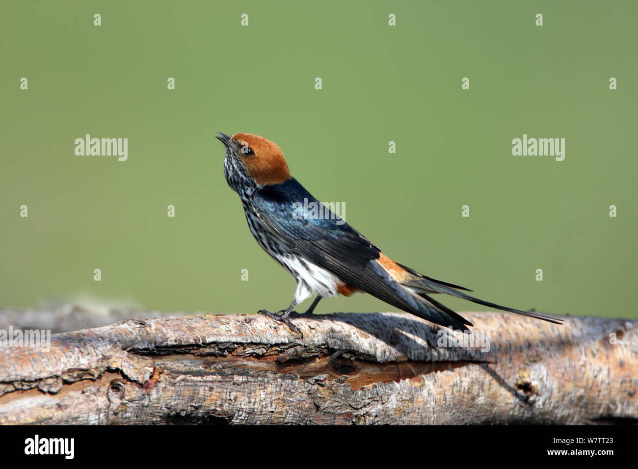 Lesser striped swallow (Cecropis abyssinica unitatis) on branch singing ...